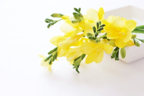 月ごとに香りを楽しむ新提案！「12ヶ月の香りビーズ」第3弾が登場｜PressWalker