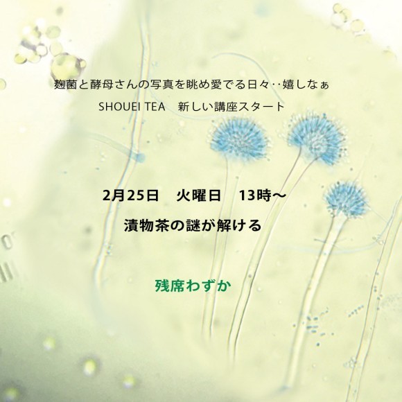 ＜イベント＞SHOUEI TEA発酵と茶｜PressWalker